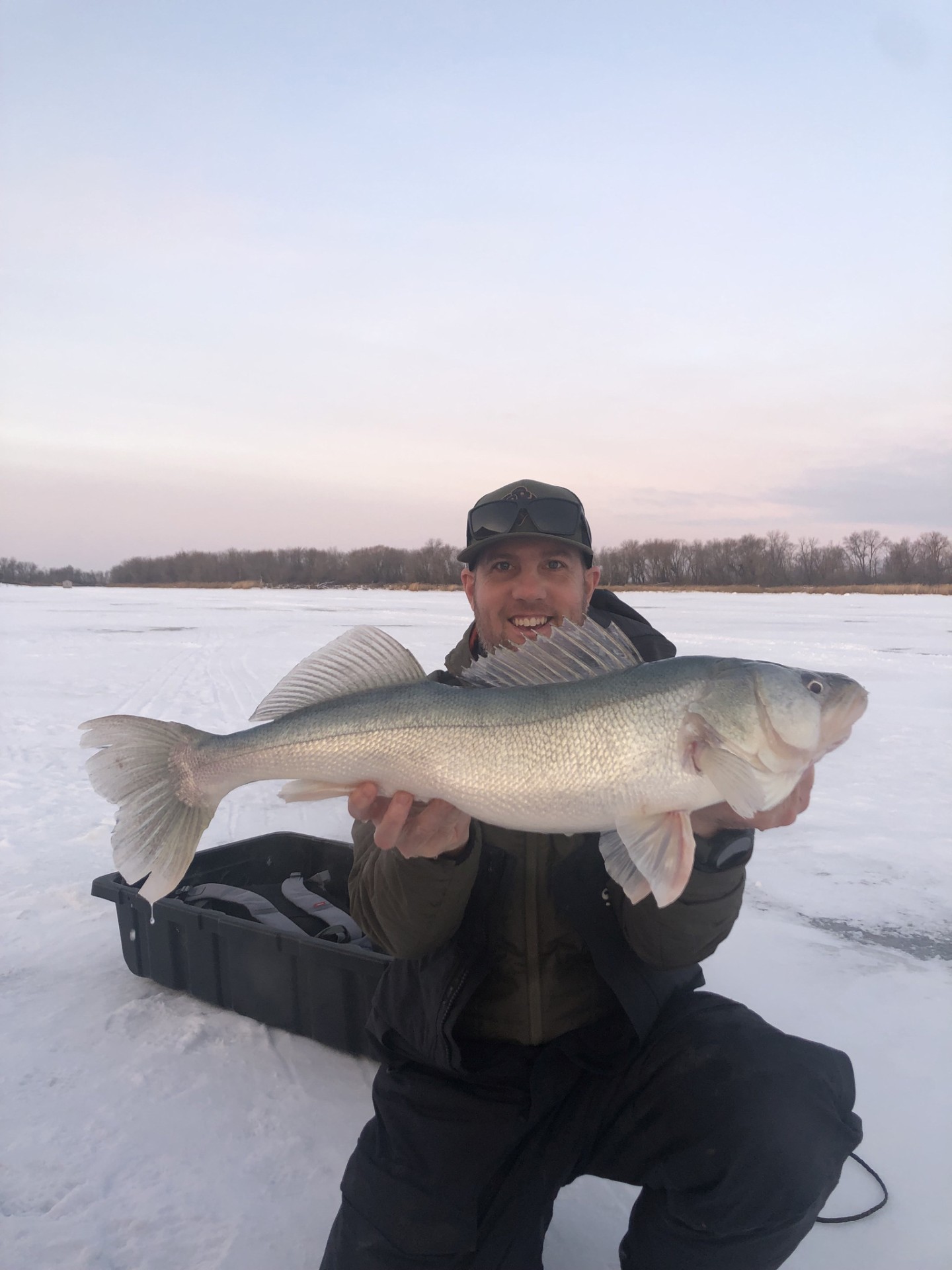 Walleye | Hunt Fish Manitoba