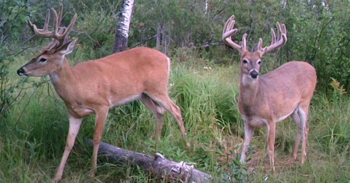 Rutting Buck Outfitters | Hunt Fish Manitoba