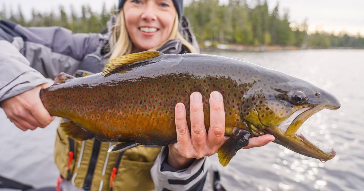 From Hatchery to Trophy, Manitoba's Stocked Trout Fishery - Jay Siemens ...