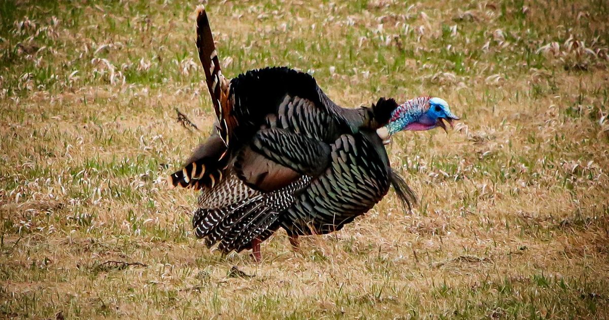Spring Gobbles: A Quick Guide to Turkey Hunting in Manitoba | Hunt Fish ...