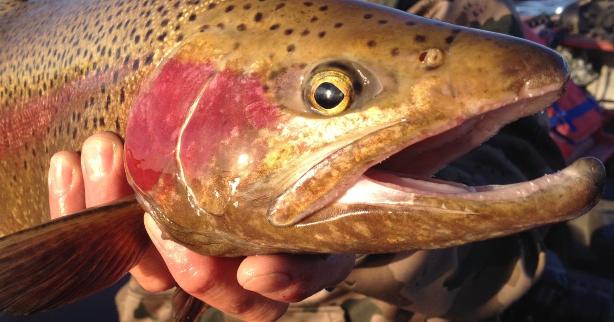 Rainbow Trout | Hunt Fish Manitoba