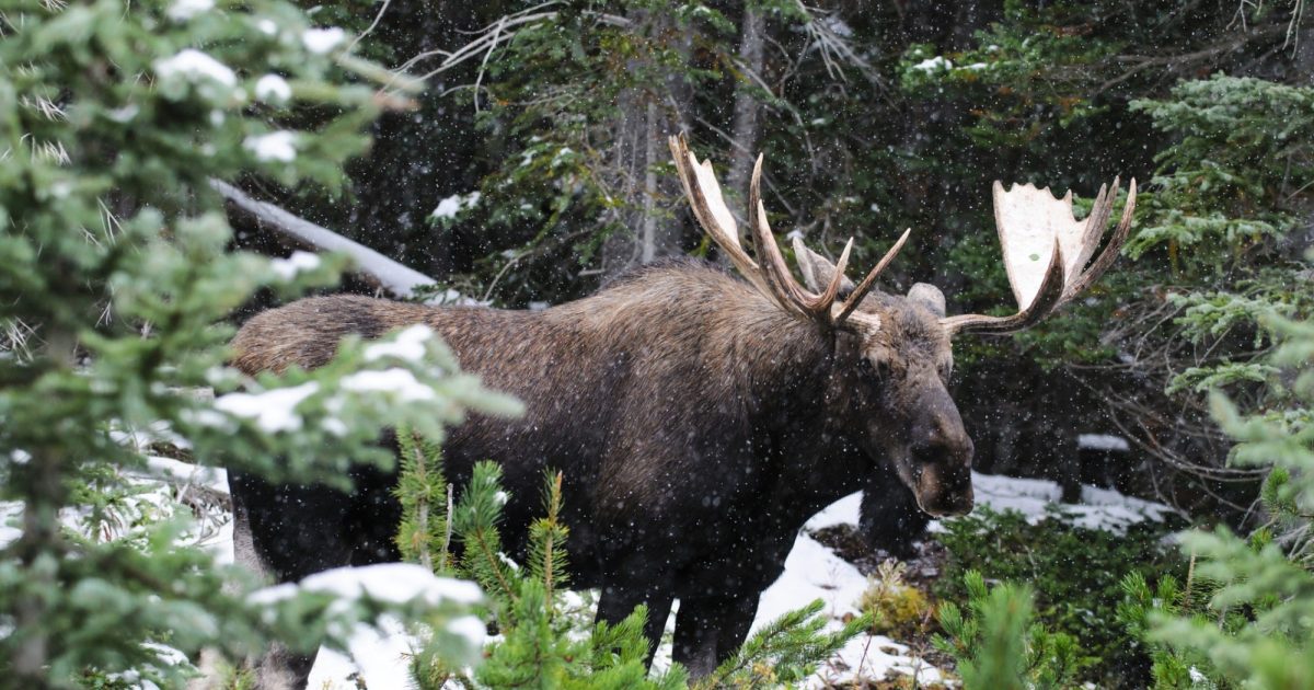 Moose | Hunt Fish Manitoba