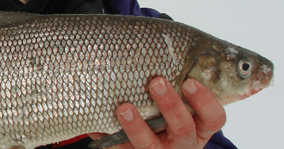 Lake Whitefish | Hunt Fish Manitoba