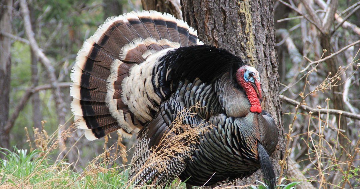 Game Birds | Hunt Fish Manitoba