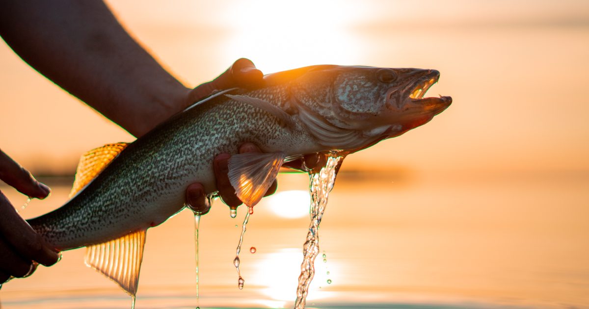 Bago sa Pangingisda sa Manitoba | Manghuli ng Isda Manitoba