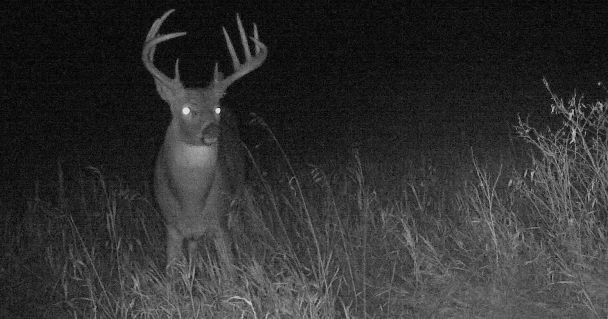 Fall Deer Scouting Tips: Getting the Step on Manitoba Whitetails | Hunt ...