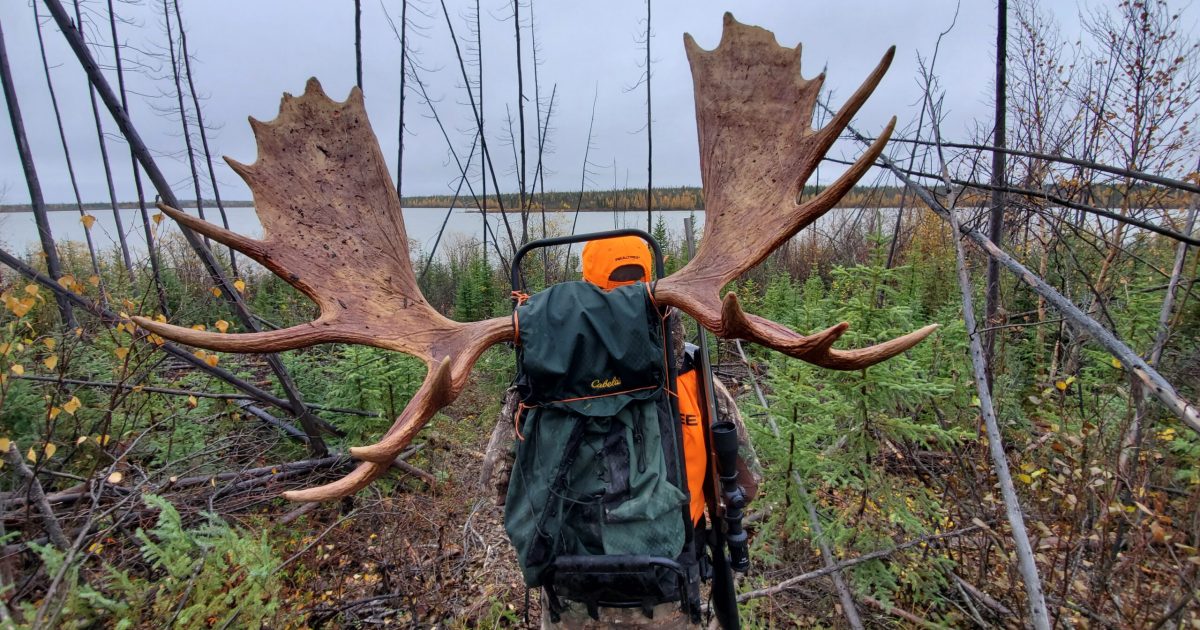 Epic Manitoba Moose Hunts at Agassiz Outfitters - Canada in the Rough ...
